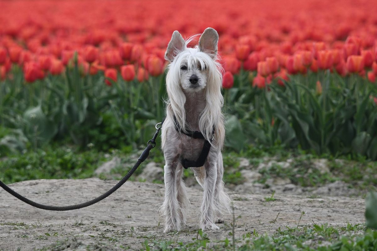 23 Most Beautiful Dog Breeds In The World (With Pictures)
