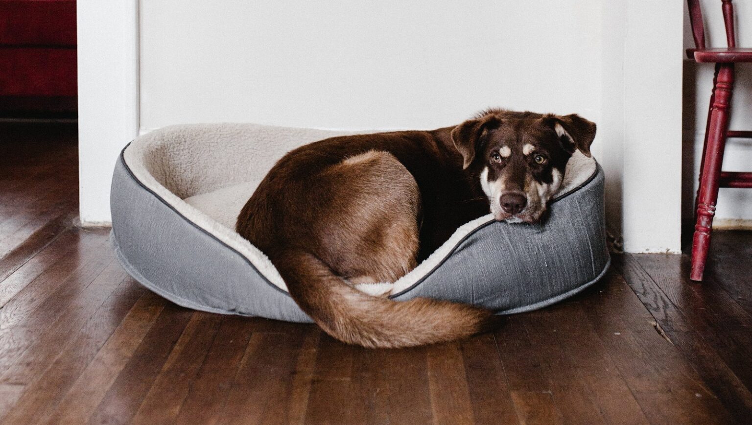 19 Best Quiet Dog Breeds That Won't Disturb The Neighbors