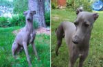 17 Types Of Blue Dog Breeds That You'll Love