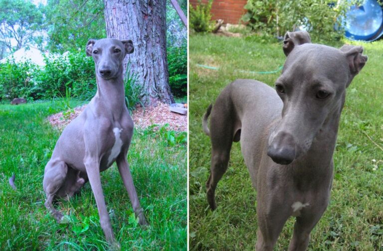 17 Types Of Blue Dog Breeds That You'll Love
