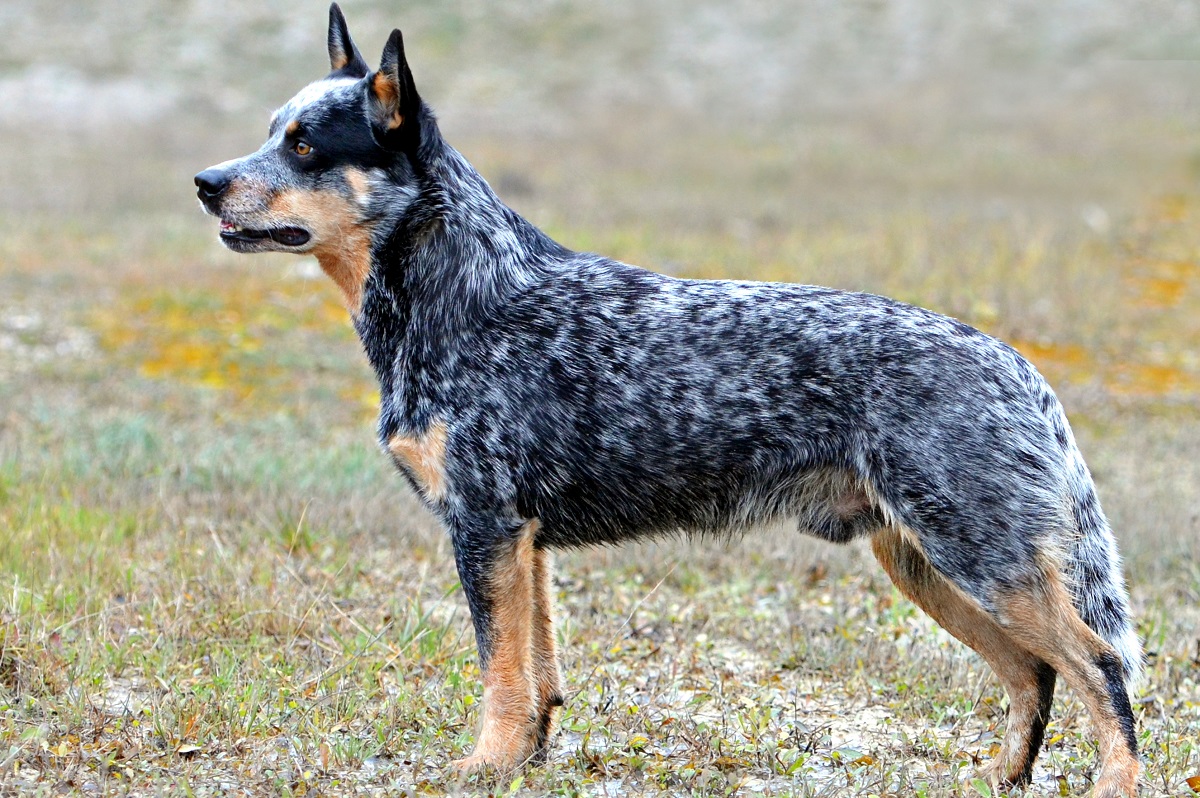 25 Herding Dog Breeds That Love To Work And Play