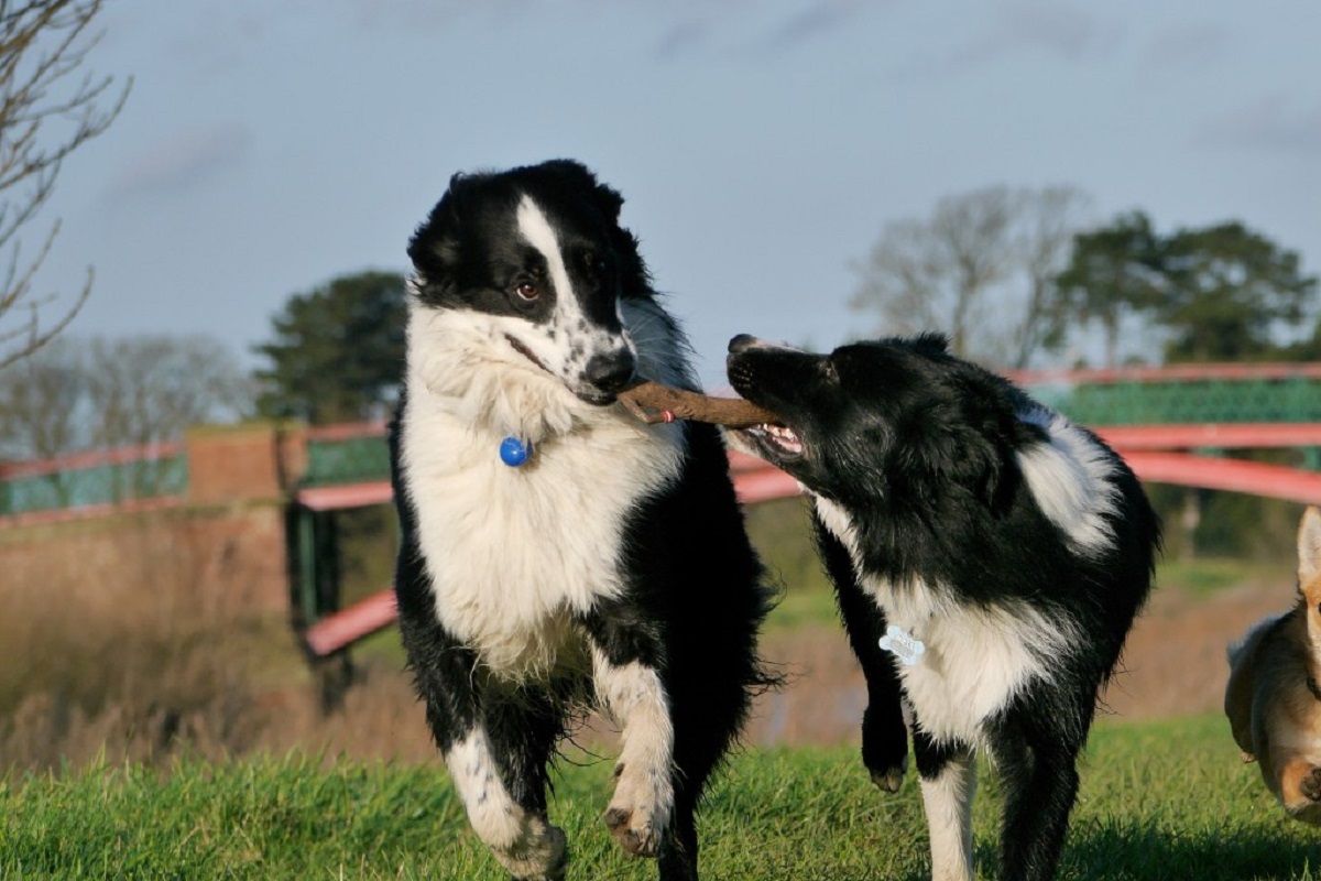 25 Herding Dog Breeds That Love To Work And Play