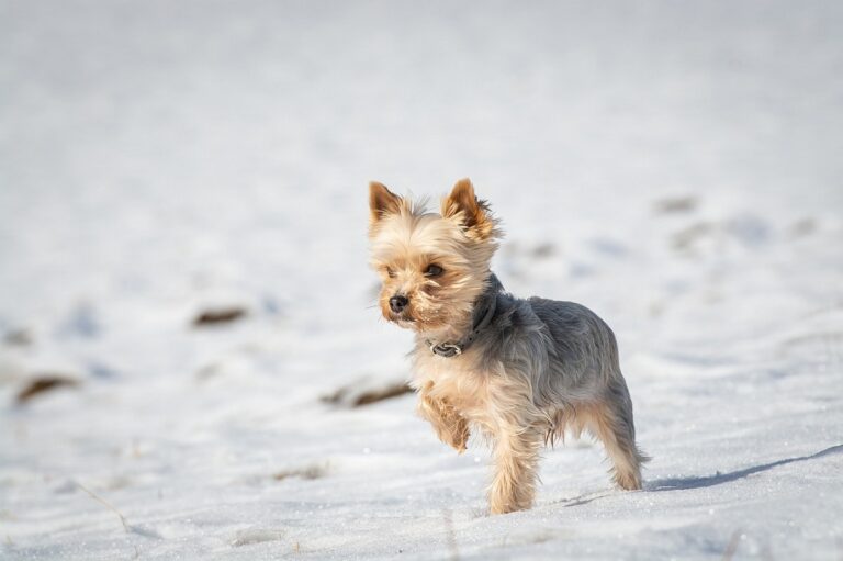 7 Different Types Of Yorkie Breeds