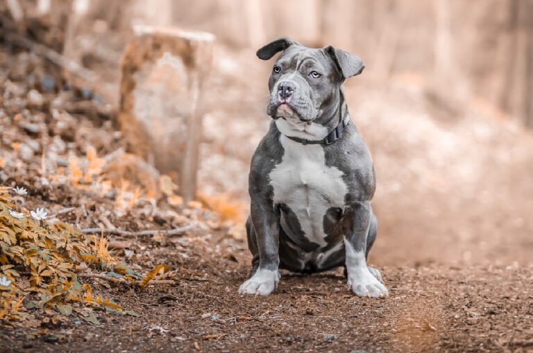 23 Best Types Of Bully Dog Breeds