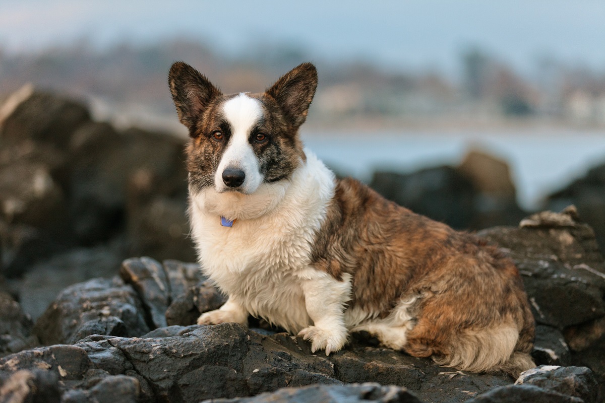 25 Herding Dog Breeds That Love To Work And Play