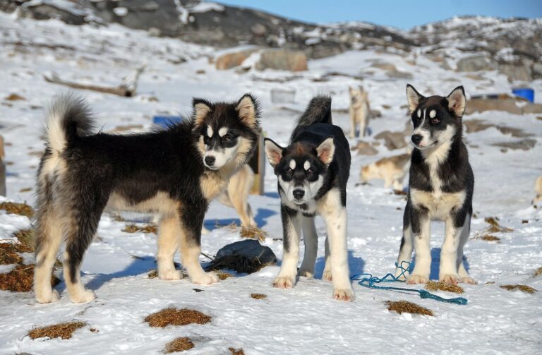 23 Spitz Dog Breeds That Are Gorgeous, Talented, & Loving