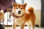 23 Spitz Dog Breeds That Are Gorgeous, Talented, & Loving