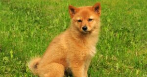 23 Spitz Dog Breeds That Are Gorgeous, Talented, & Loving