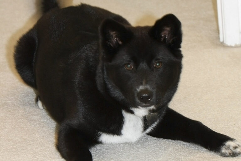 23 Spitz Dog Breeds That Are Gorgeous, Talented, & Loving