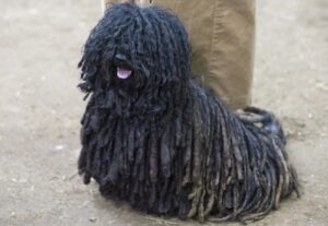 25 Herding Dog Breeds That Love To Work And Play