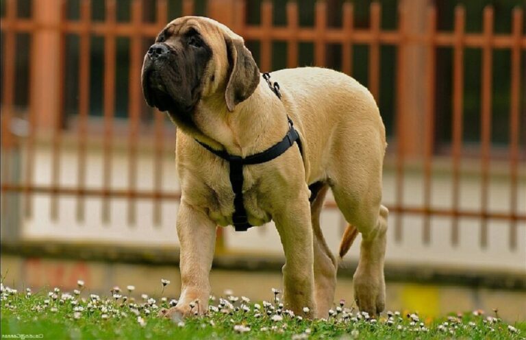 16 Toughest & Strongest Dog Breeds With Incredible Power