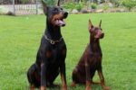 16 Toughest & Strongest Dog Breeds With Incredible Power