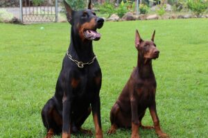 16 Toughest & Strongest Dog Breeds With Incredible Power