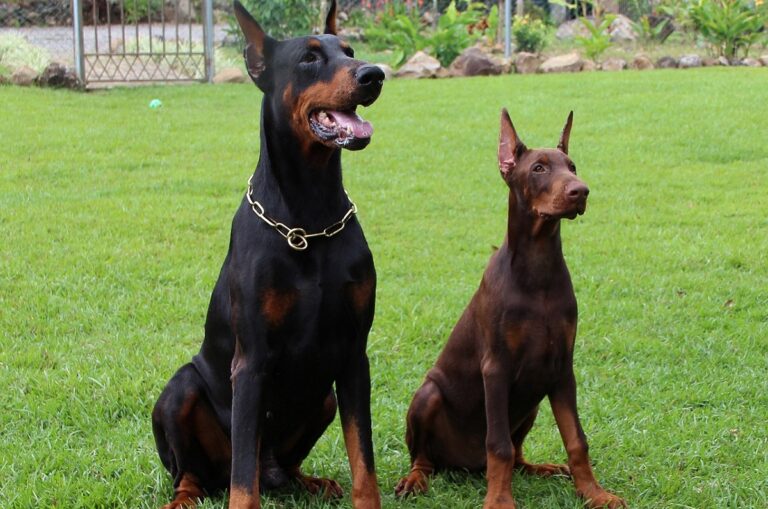 16 Toughest & Strongest Dog Breeds With Incredible Power