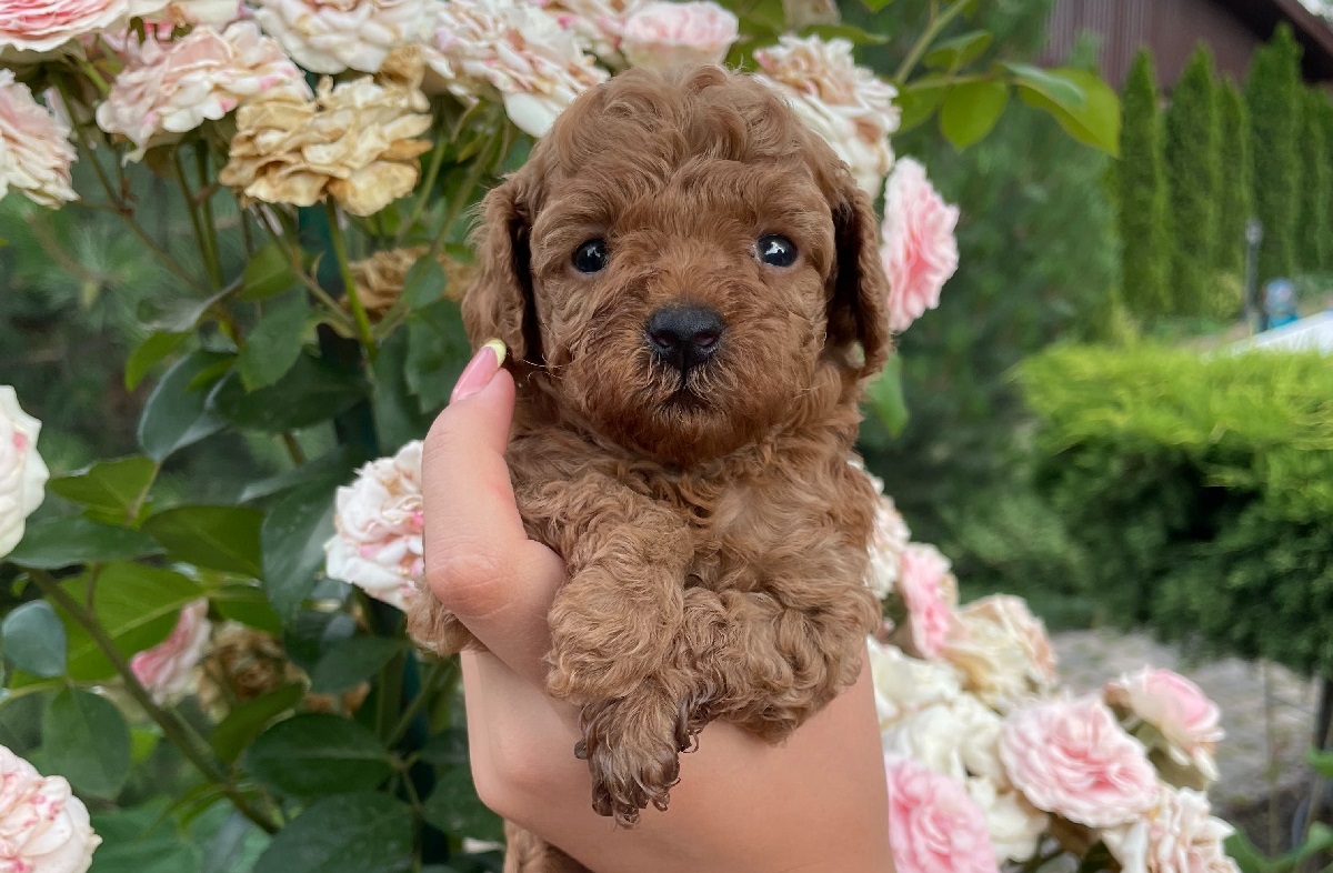 Explore The Curly World Of Different Types Of Poodle Breeds - TOP DOG SITE