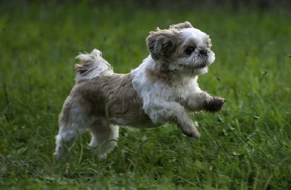 13 Must-See Teddy Bear Dog Breeds That'll Surely Melt Hearts