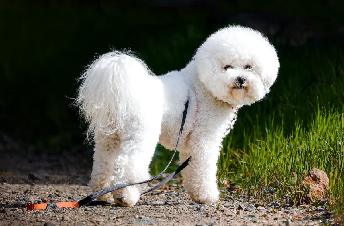 13 Must-See Teddy Bear Dog Breeds That'll Surely Melt Hearts