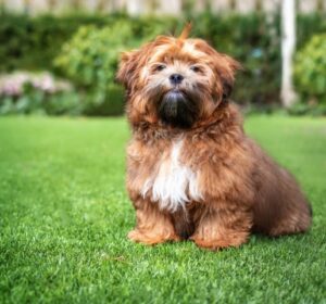 13 Must-See Teddy Bear Dog Breeds That'll Surely Melt Hearts