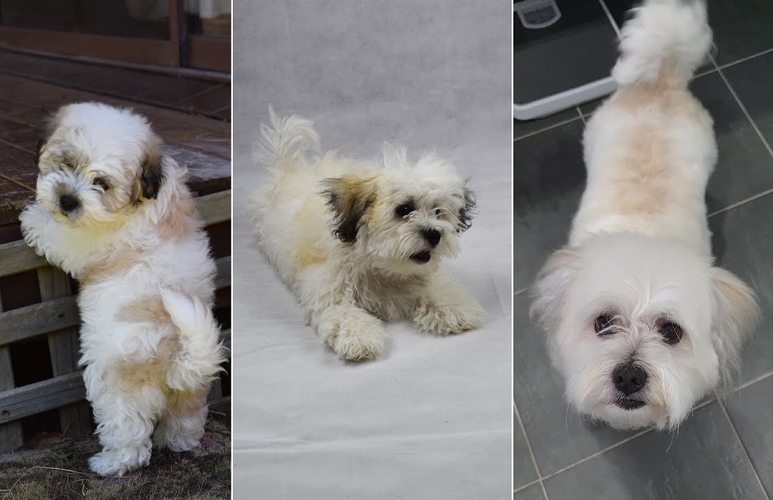 13 Must-See Teddy Bear Dog Breeds That'll Surely Melt Hearts