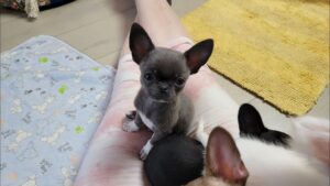 17 Types Of Blue Dog Breeds That You'll Love