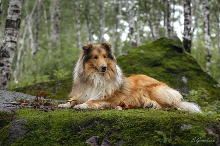 23 Most Beautiful Dog Breeds In The World (With Pictures)