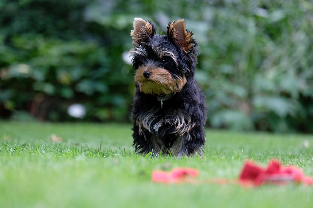 23 Most Beautiful Dog Breeds In The World (With Pictures)