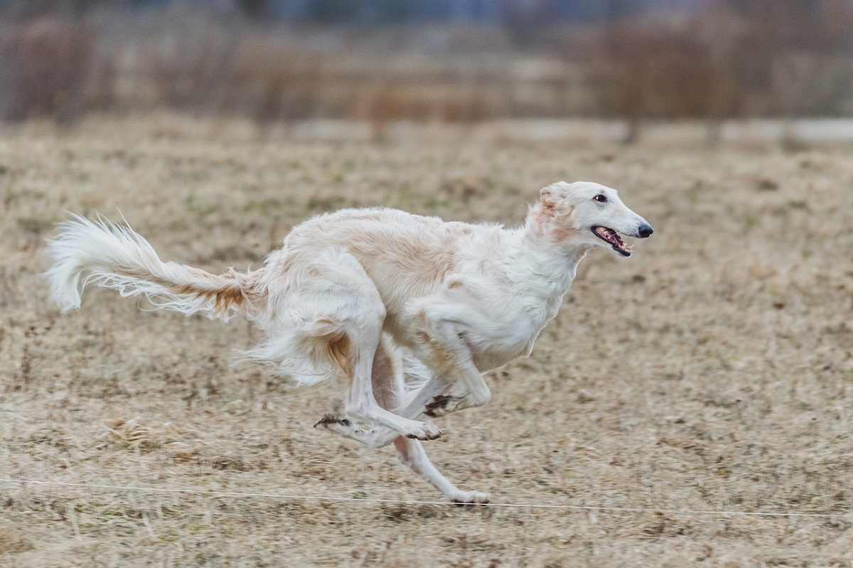 Top 14 Fastest Dog Breeds - Blink And You'll Miss Them!!
