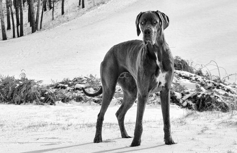 16 Toughest & Strongest Dog Breeds With Incredible Power