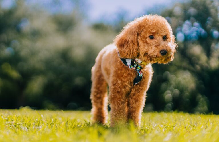 Explore The Curly World Of Different Types Of Poodle Breeds