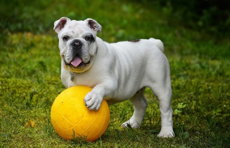 23 Best Types Of Bully Dog Breeds