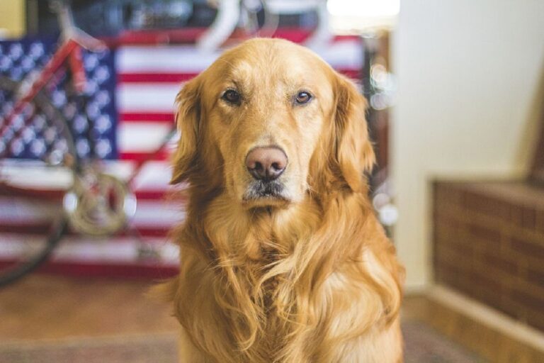 8 Types Of Golden Retrievers — Can You Stand The Cuteness?
