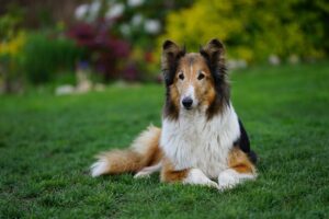 25 Herding Dog Breeds That Love To Work And Play