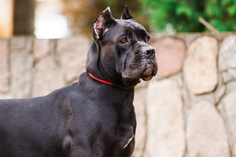 23 Best Types Of Bully Dog Breeds