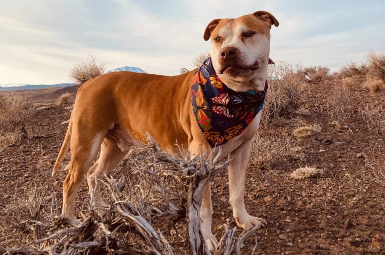 16 Toughest & Strongest Dog Breeds With Incredible Power