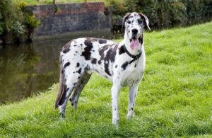 23 Best Types Of Bully Dog Breeds