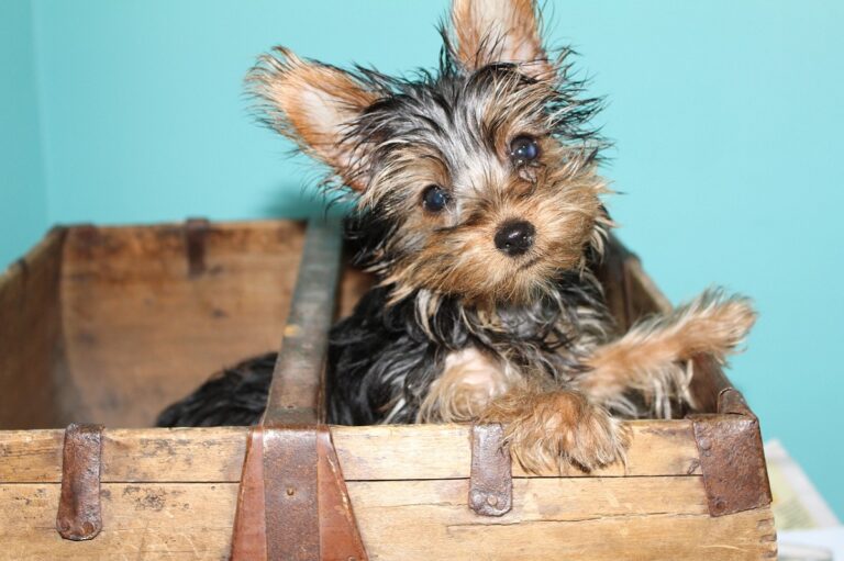 7 Different Types Of Yorkie Breeds