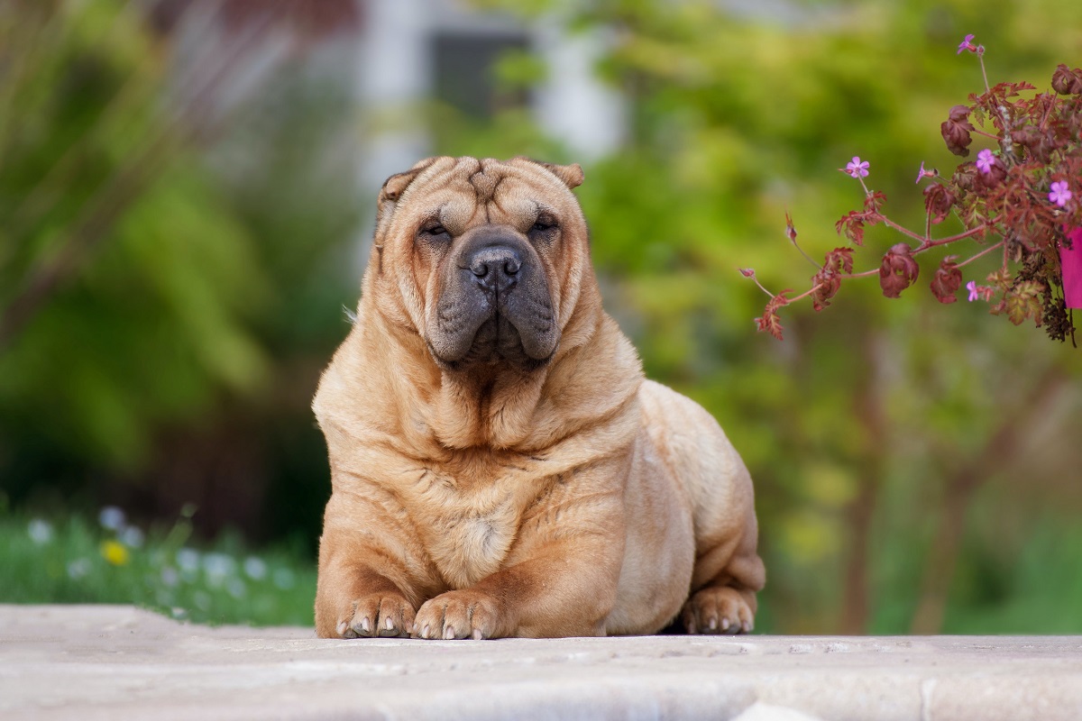 19 Best Quiet Dog Breeds That Won't Disturb The Neighbors