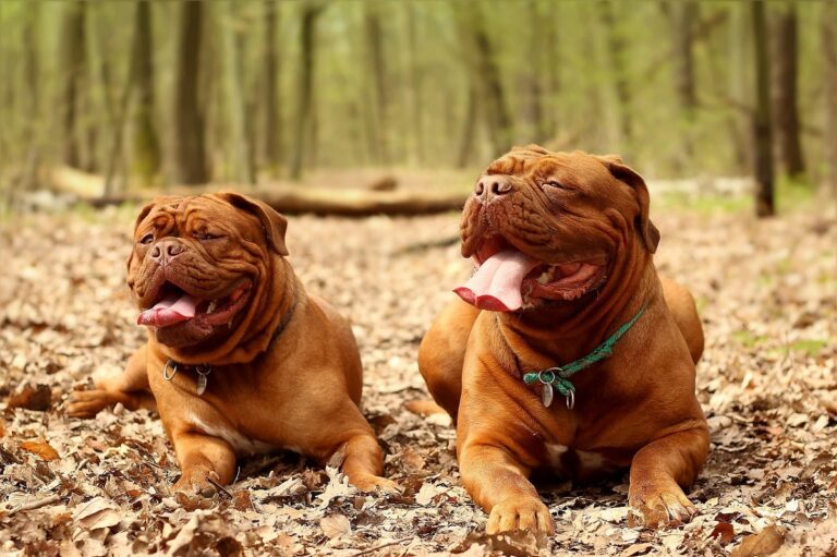 23 Best Types Of Bully Dog Breeds