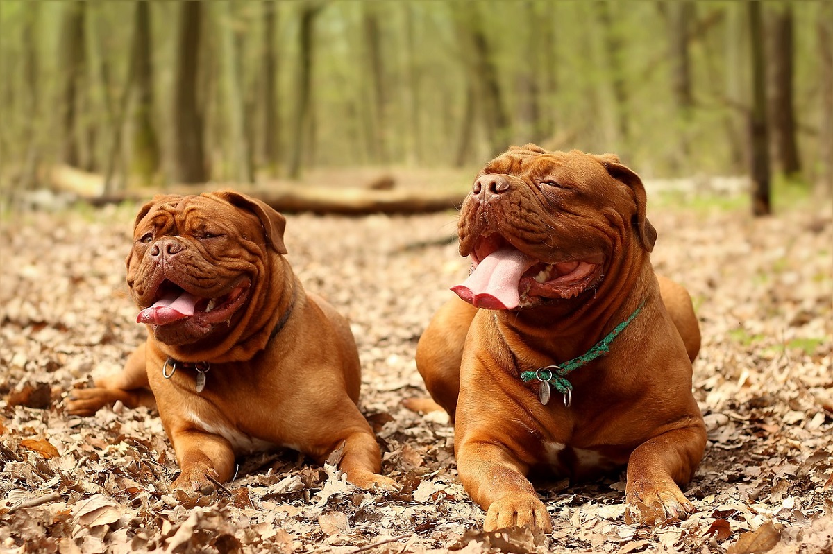 23 Best Types Of Bully Dog Breeds