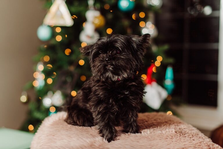 13 Must-See Teddy Bear Dog Breeds That'll Surely Melt Hearts