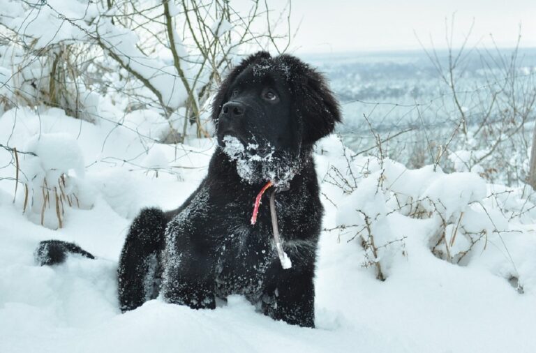15 Of The Friendliest Dog Breeds Who Loves Everyone