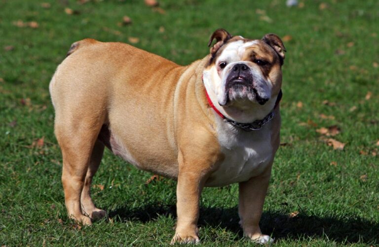 16 Toughest & Strongest Dog Breeds With Incredible Power