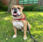 23 Best Types Of Bully Dog Breeds