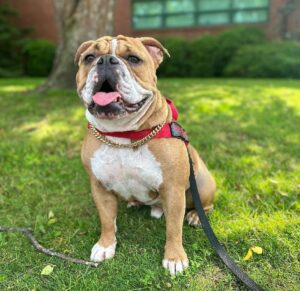 23 Best Types Of Bully Dog Breeds