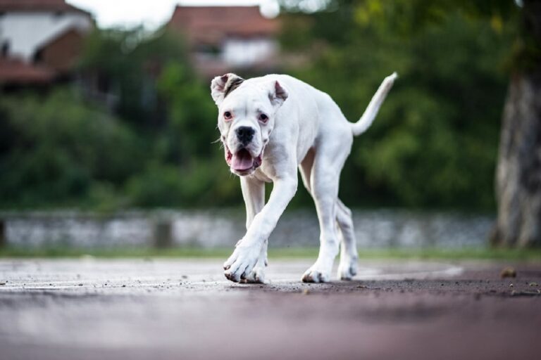 8 Types Of Boxer Dogs: Exploring Breed Varieties - WAF