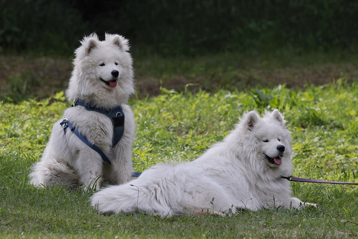 23 Spitz Dog Breeds That Are Gorgeous, Talented, & Loving