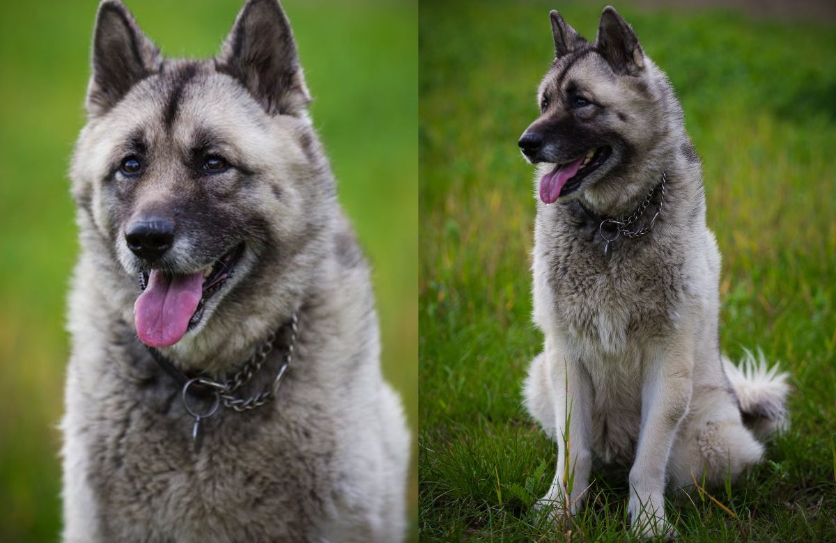 23 Spitz Dog Breeds That Are Gorgeous, Talented, & Loving