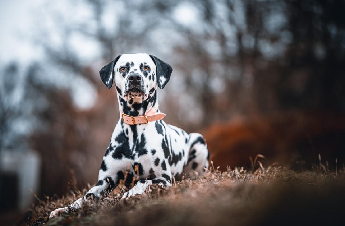 23 Most Beautiful Dog Breeds In The World (With Pictures)