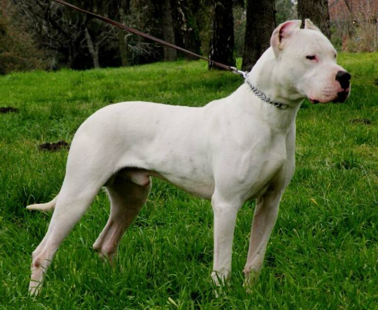 16 Toughest & Strongest Dog Breeds With Incredible Power