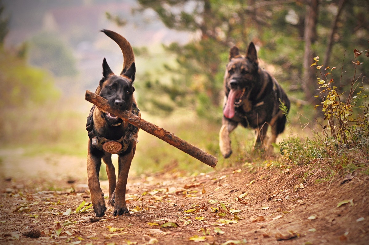 16 Toughest & Strongest Dog Breeds With Incredible Power